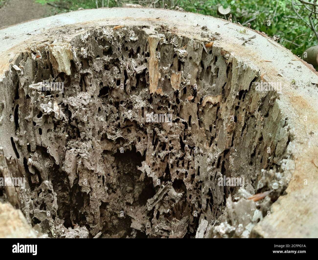 Rotted tree hi-res stock photography and images - Alamy