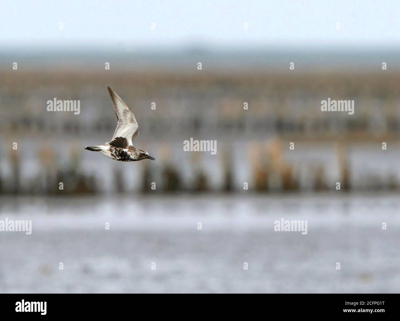 Grey plover flight hi-res stock photography and images - Alamy