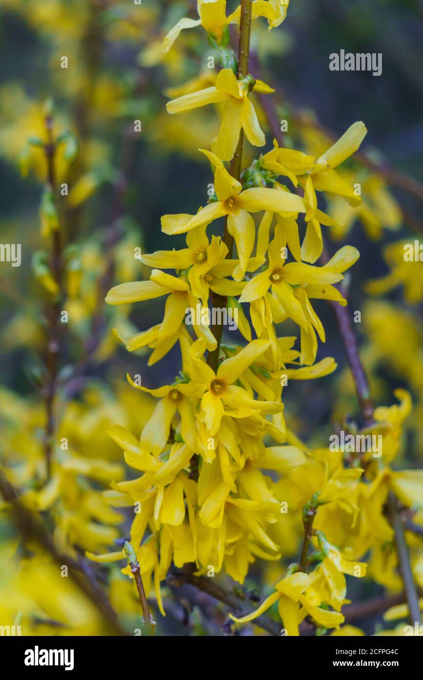 Bright yellow Forsythia flowers in early spring in a city park Stock ...