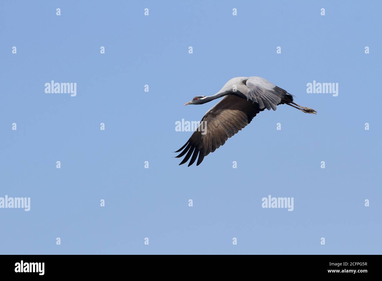 demoiselle crane (Anthropoides virgo, Grus virgo), adult in flight ...