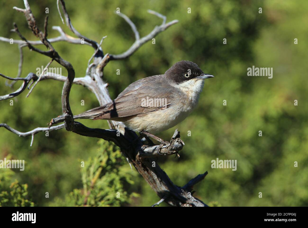 orphean warbler (Sylvia hortensis), Male on a branch, France Stock ...