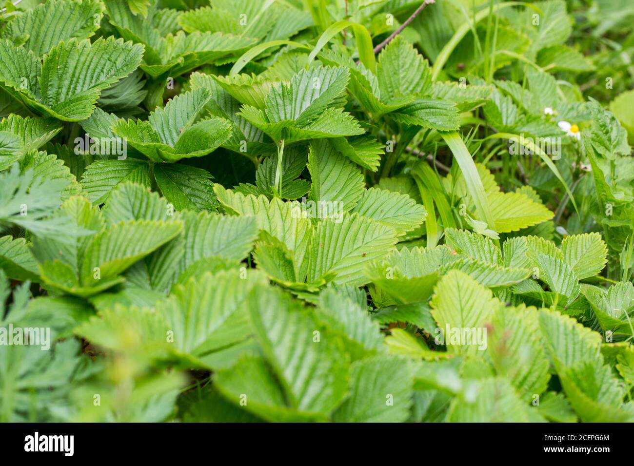 Hautbois strawberry, Musk strawberry (Fragaria moschata), leaves ...