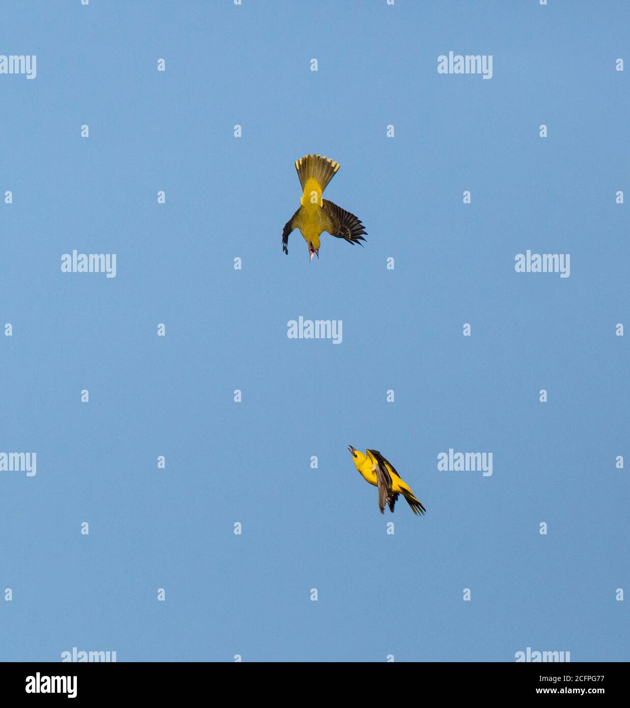 Animals chasing each other hi-res stock photography and images - Alamy