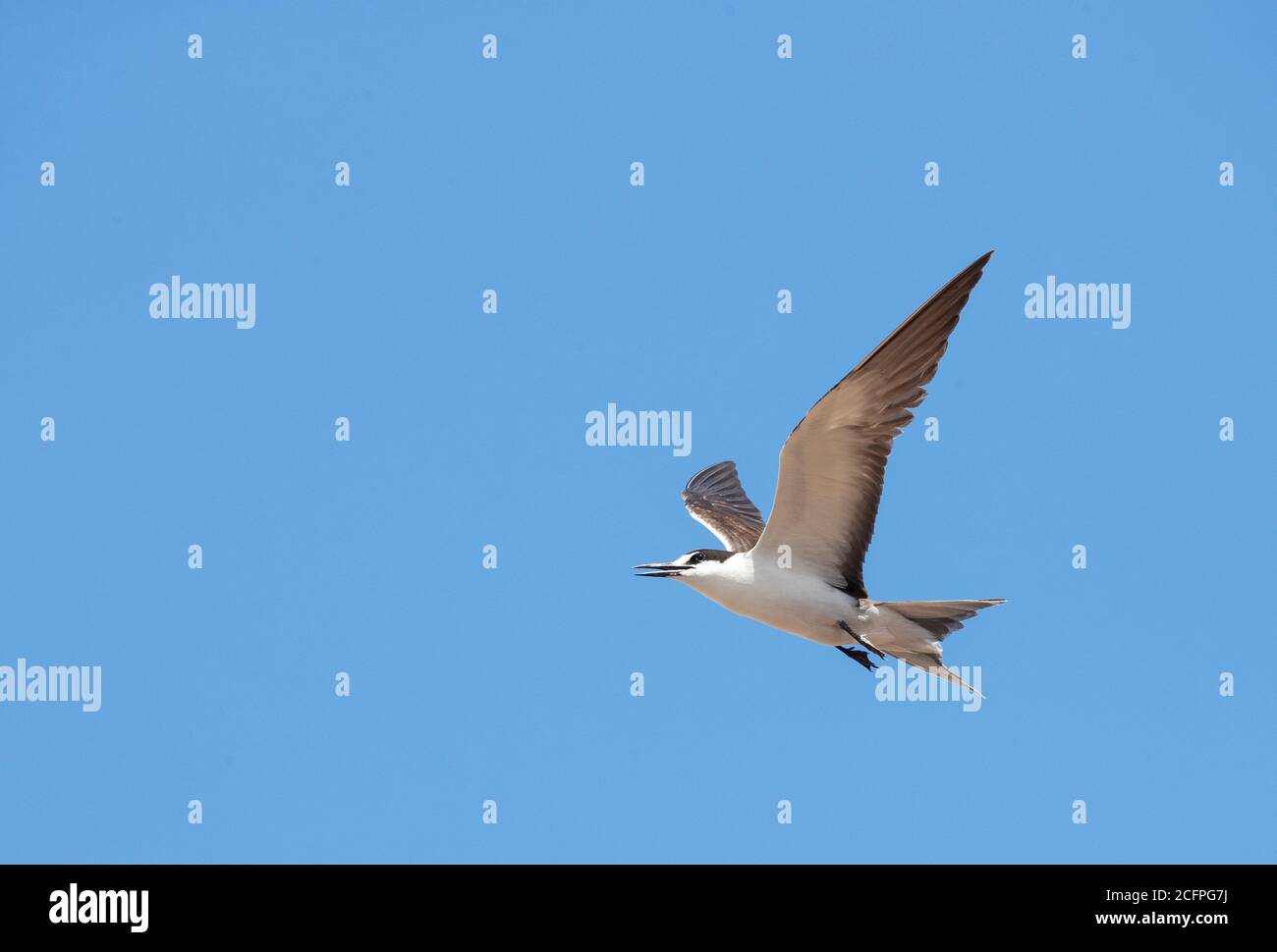 sooty tern (Sterna fuscata, Onychoprion fuscatus), Subadult Sooty Tern ...