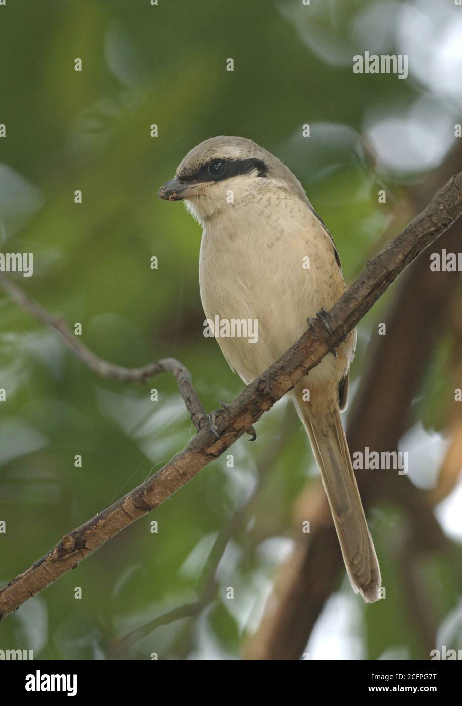 Long-tailed Shrike (Lanius schach erythronotus), First-winter Long ...