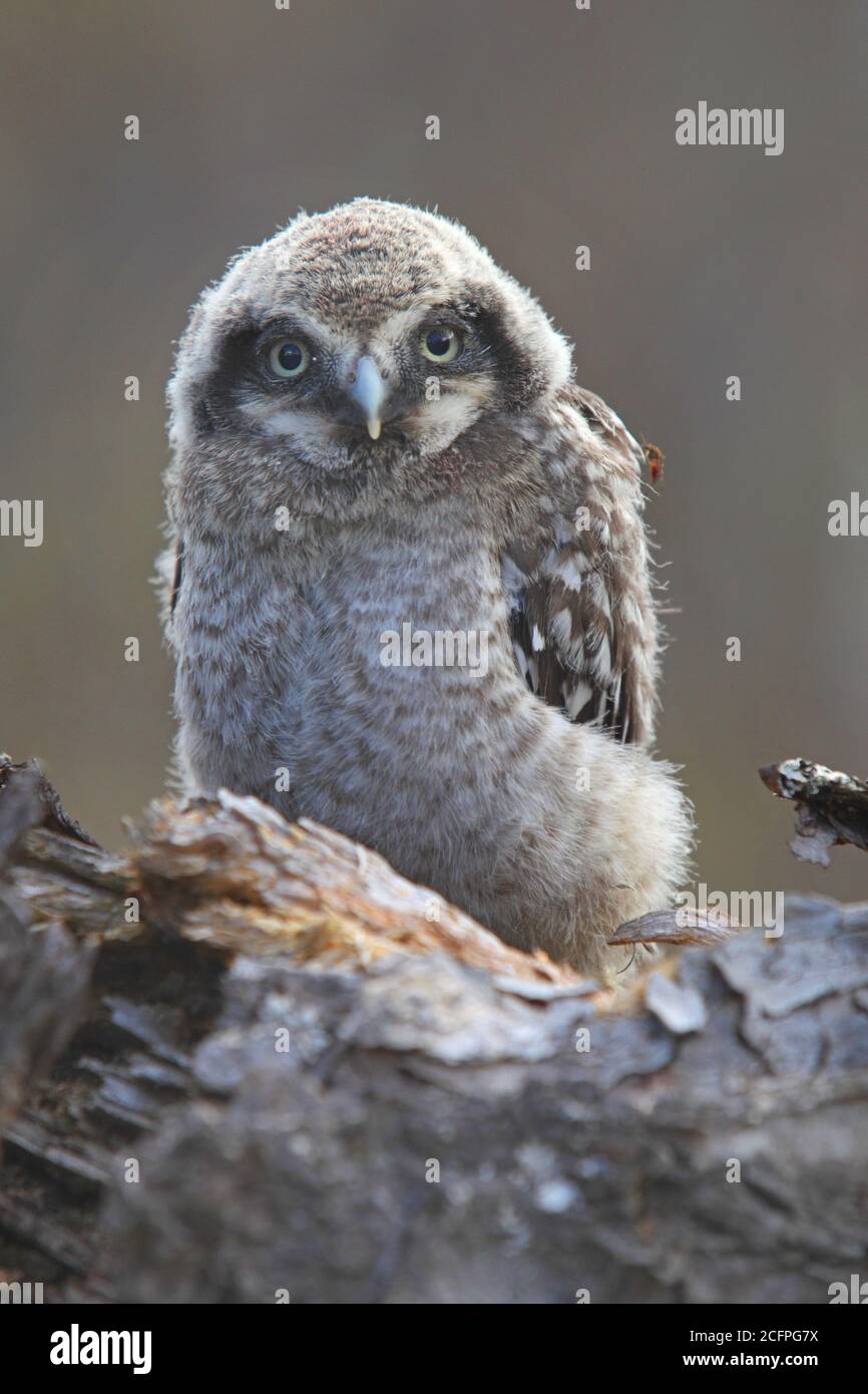 Lechuza gavilanas hi-res stock photography and images - Alamy