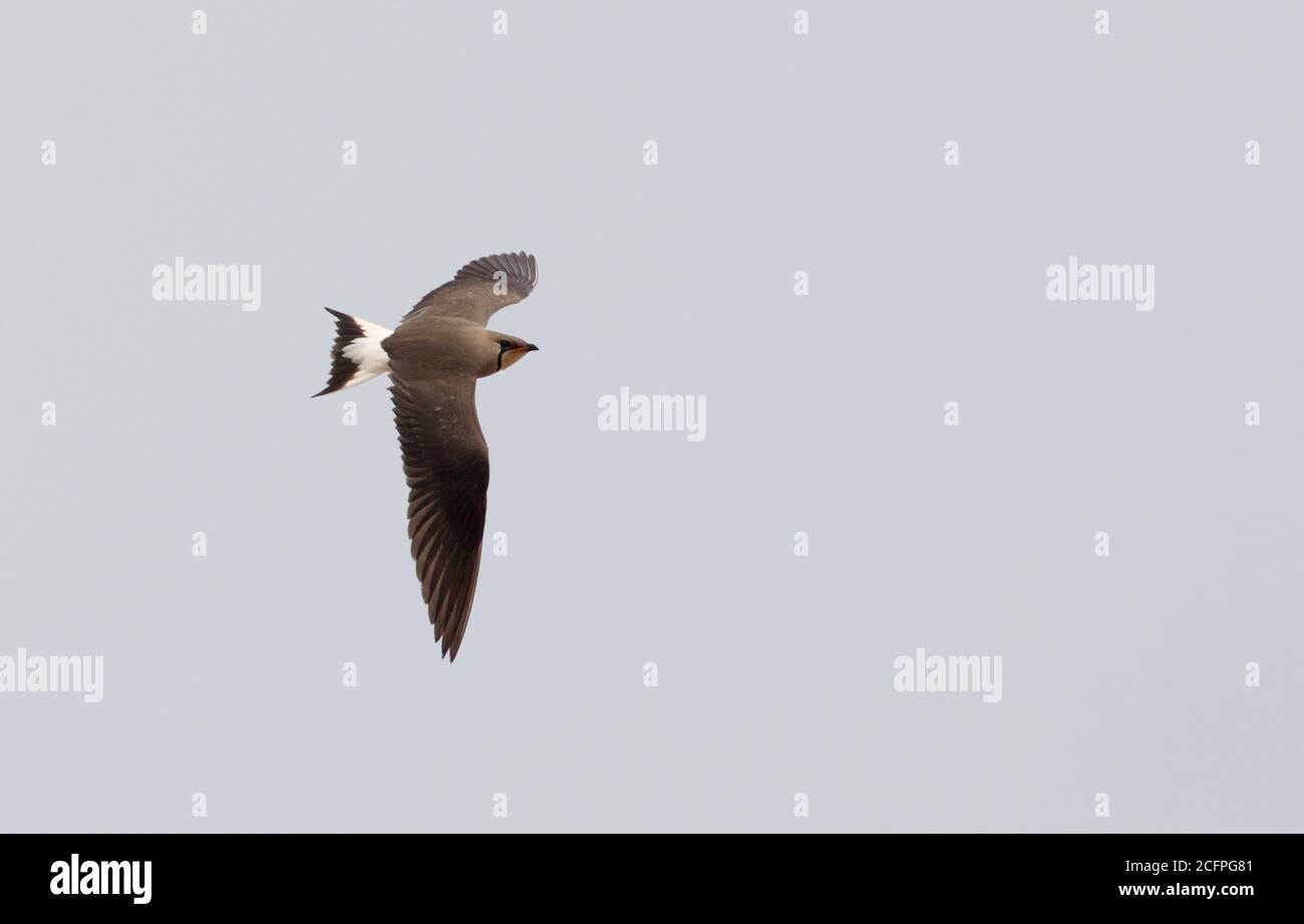 eastern collared pratincole (Glareola maldivarum), flying, Thailand ...