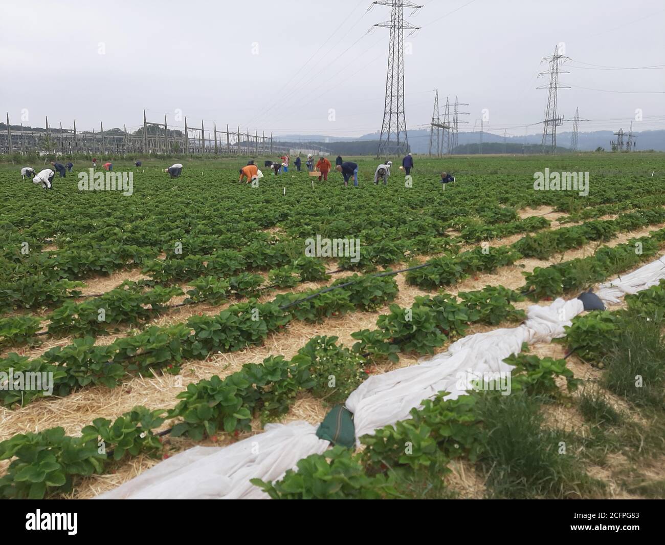 strawberry harvest with harvest helpers under high-voltage overhead ...