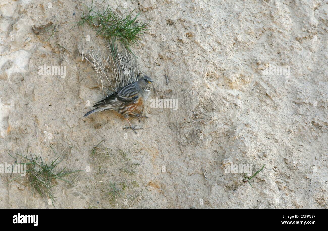 Alpine dunnock hi-res stock photography and images - Alamy