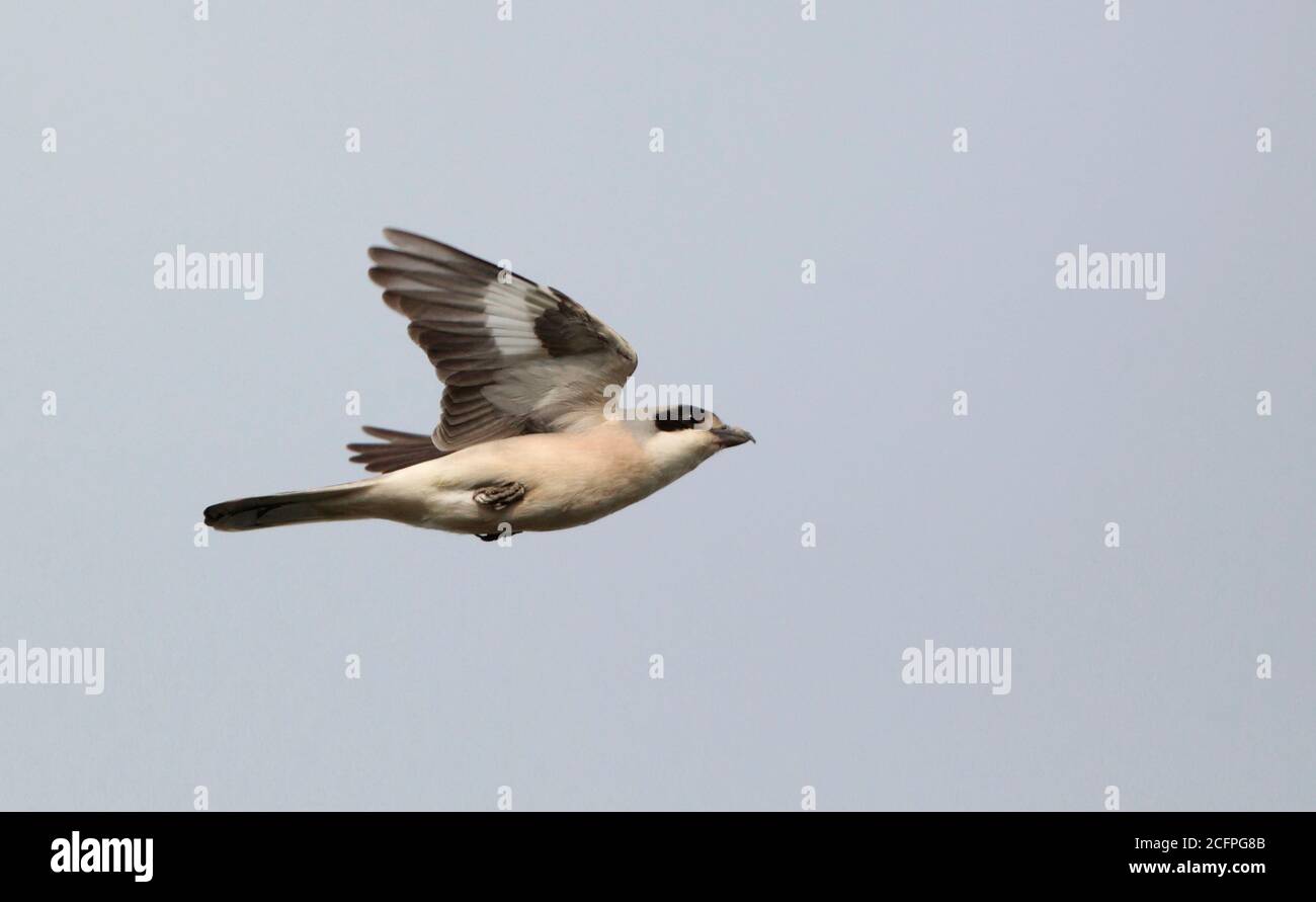 lesser grey shrike (Lanius minor), in flight, Hungary, Kiskunsaq Stock ...