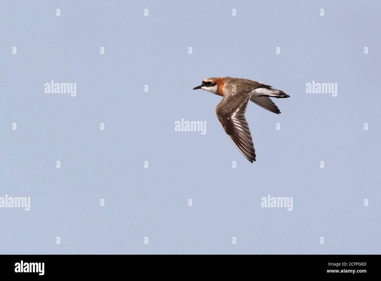 Lesser sand plover (Charadrius mongolus), Adult summer plumaged male in ...
