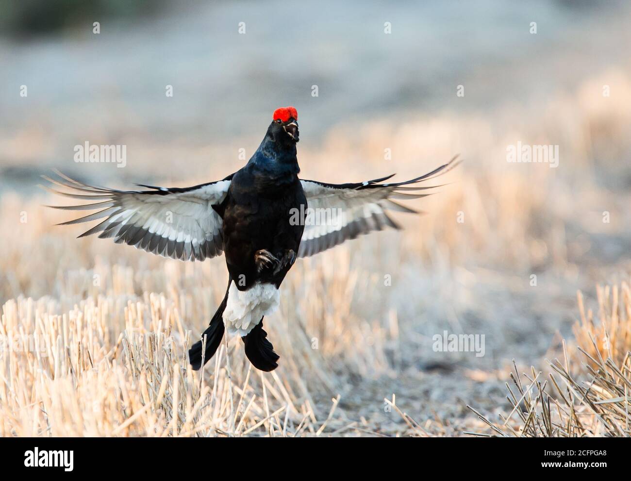 Grouse jump hi-res stock photography and images - Alamy