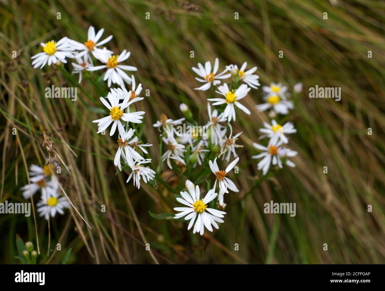 The Sea or Seashore Aster is confined to salt marshes and estuaries of ...