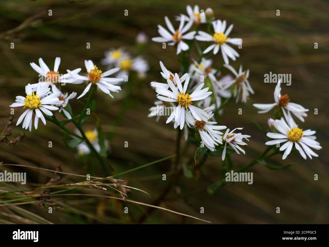Life source of insects hi-res stock photography and images - Alamy