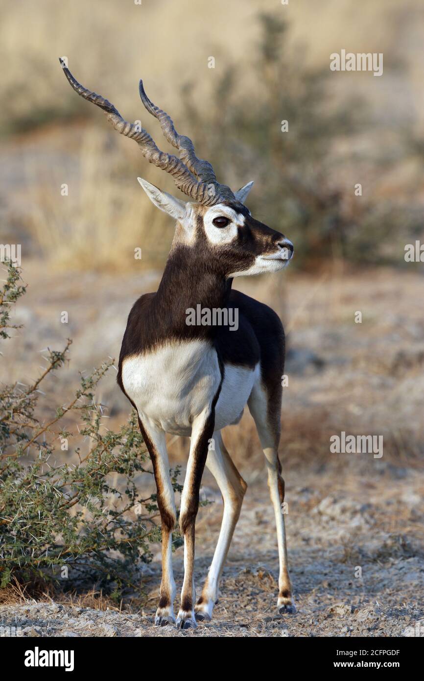 blackbuck (Antilope cervicapra), male stands in habitat, India, Tal ...