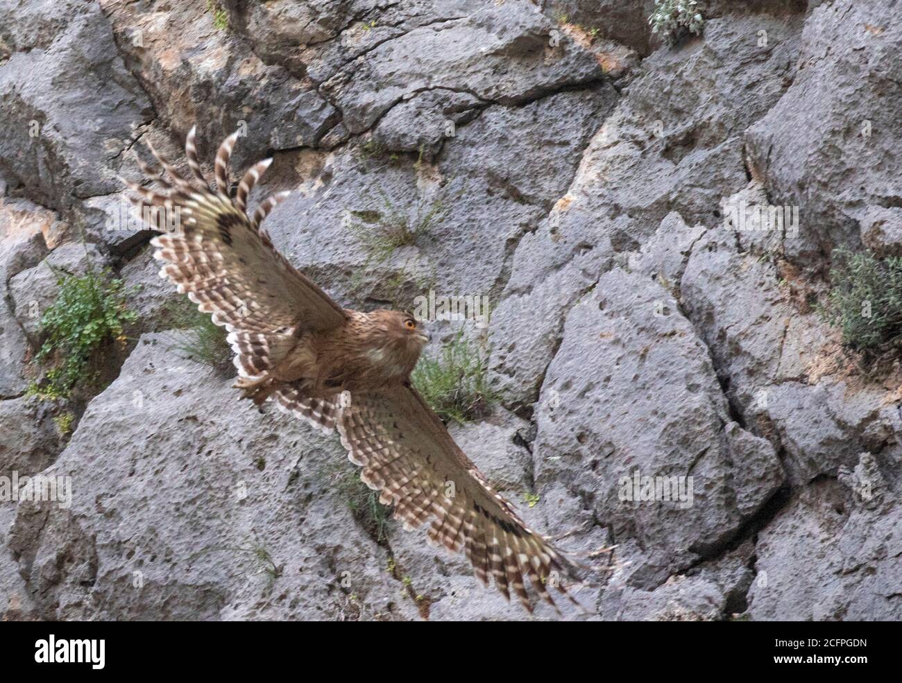 Turksih fish owl (Bubo semenowi, Bubo zeylonensis semenowi, Ketupa ...