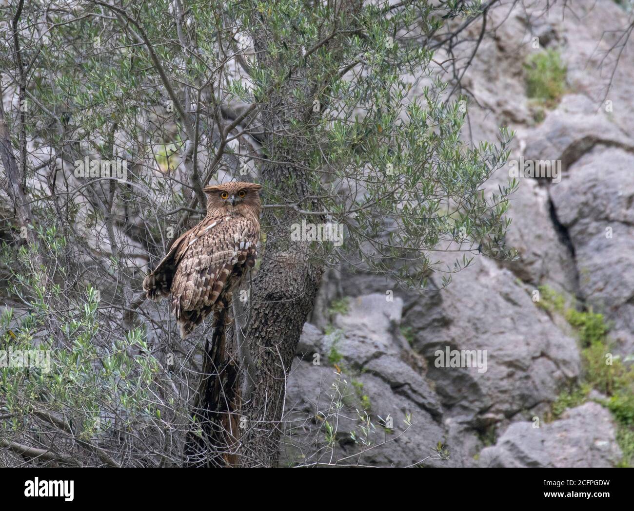 Turksih fish owl (Bubo semenowi, Bubo zeylonensis semenowi, Ketupa ...