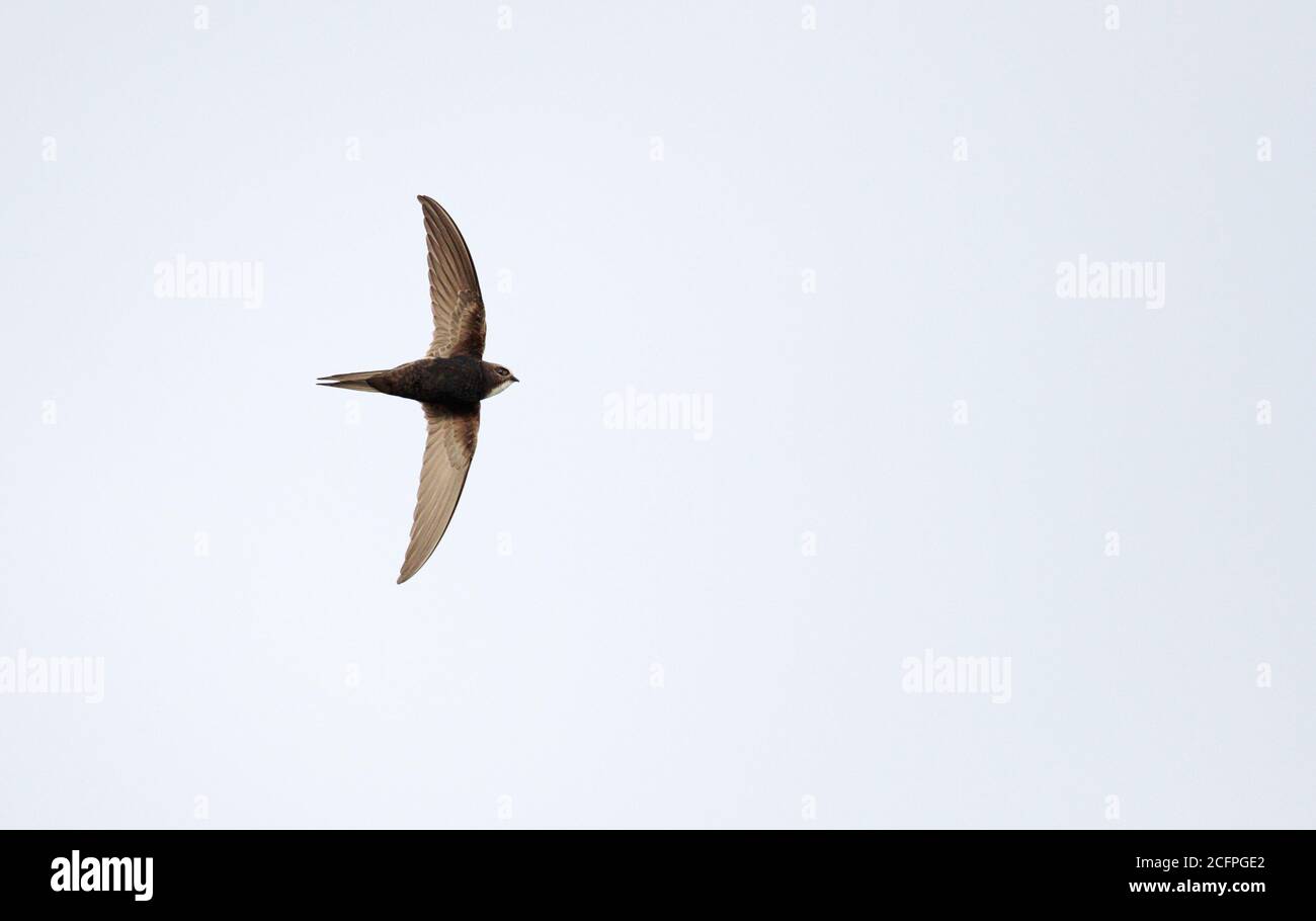 White-rumped swift (Apus caffer), in flight, Spain, Setefilla Stock ...