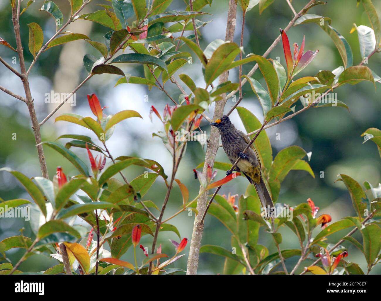 Aceh Bulbul (Pycnonotus snouckaerti), perched in tree, Indonesia ...