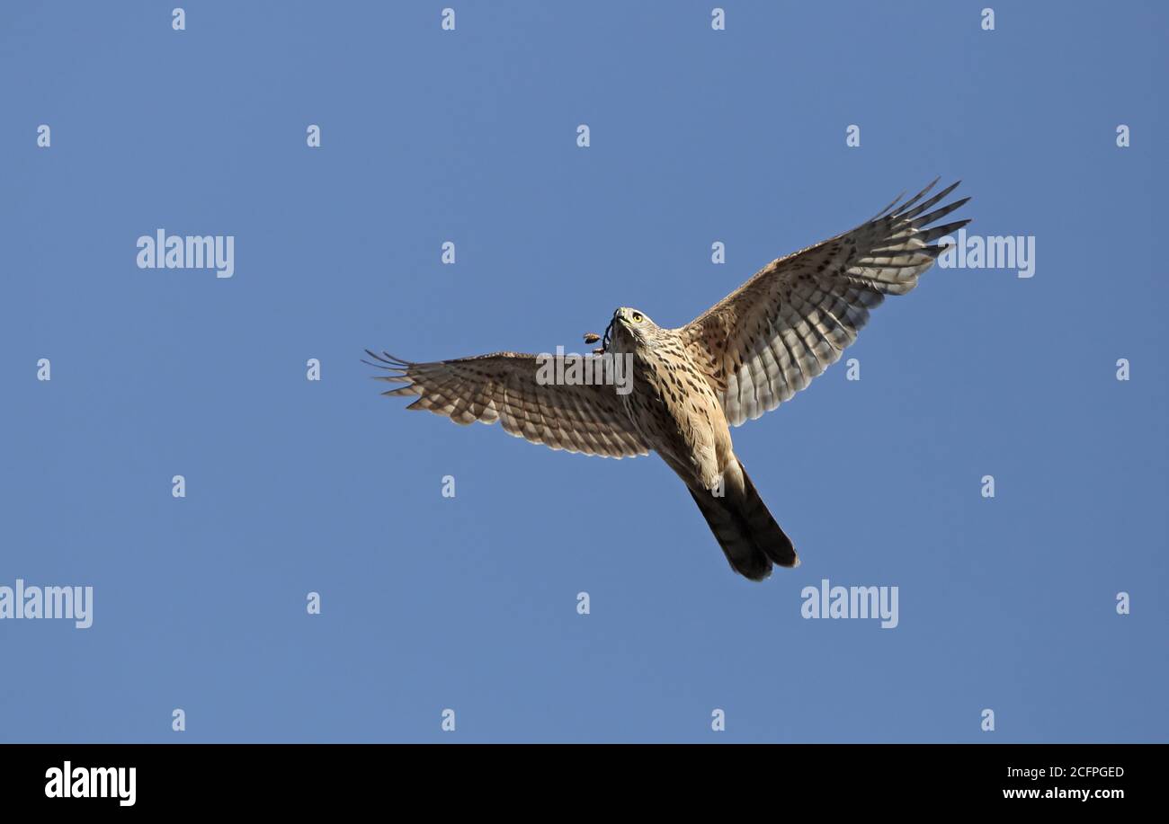 northern goshawk (Accipiter gentilis), second calender year female in ...