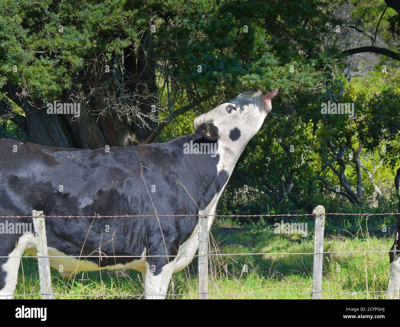 Closeup of a Friesian cow behind a wired fence during daylight Stock ...