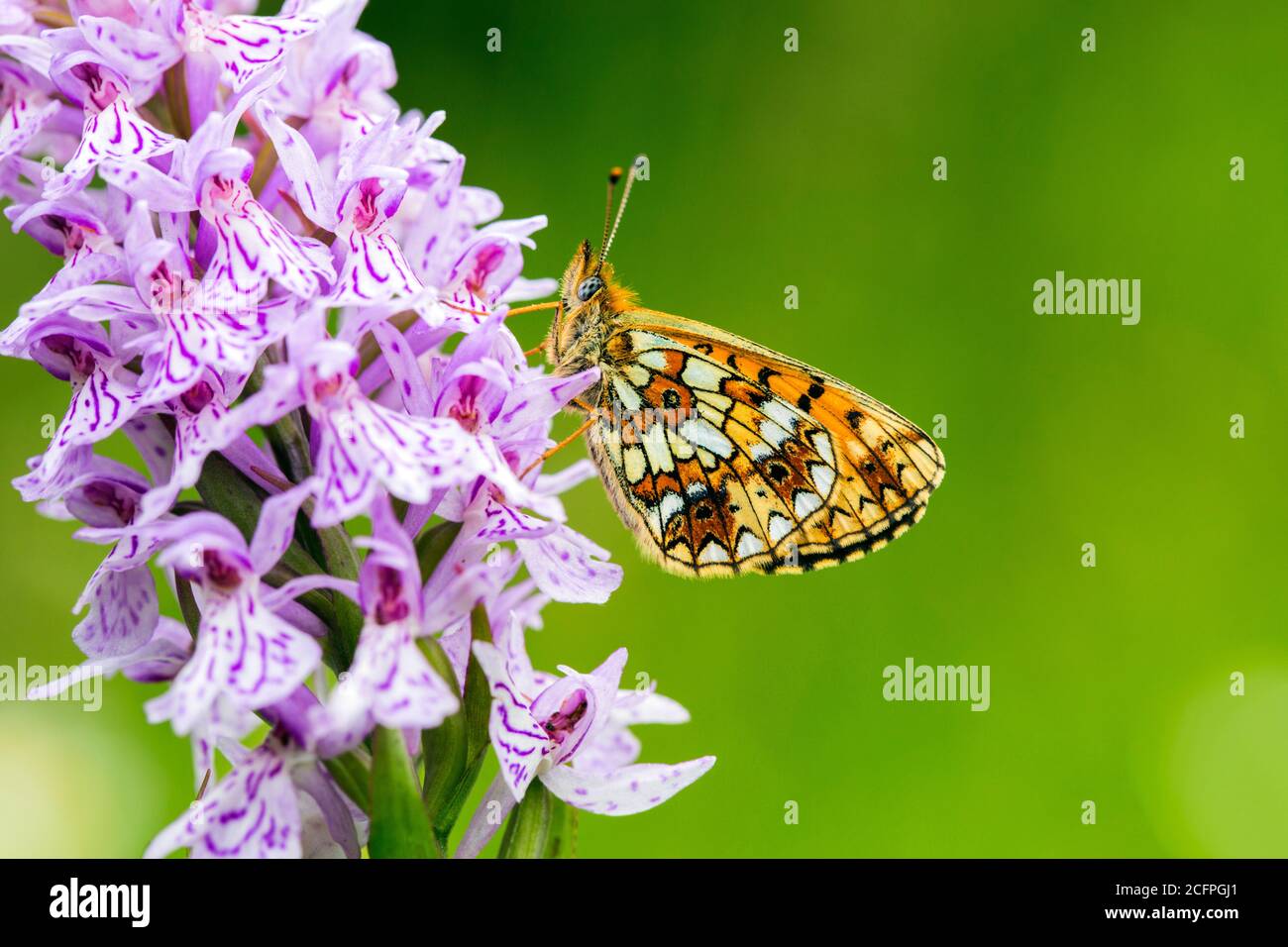 small pearl-bordered fritillary (Clossiana selene, Boloria selene ...