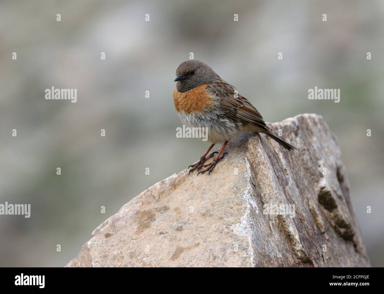 robin accentor (Prunella rubeculoides), adult perched on a rock, India ...