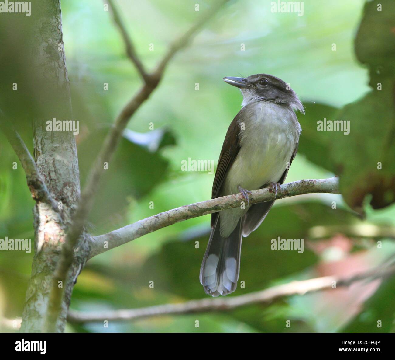 Long billed birds hi-res stock photography and images - Alamy