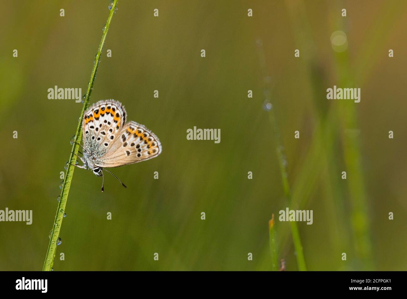 Silver-studded blue (Plebejus argus, Plebeius argus), sitting on blade ...