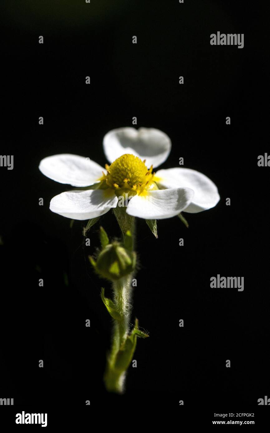 Hautbois strawberry, Musk strawberry (Fragaria moschata), flower ...