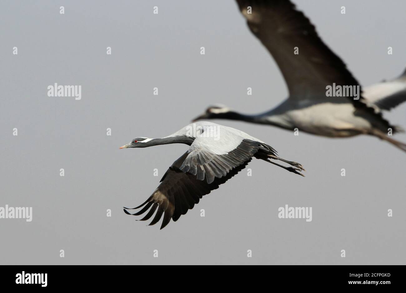 demoiselle crane (Anthropoides virgo, Grus virgo), Subadults in flight ...