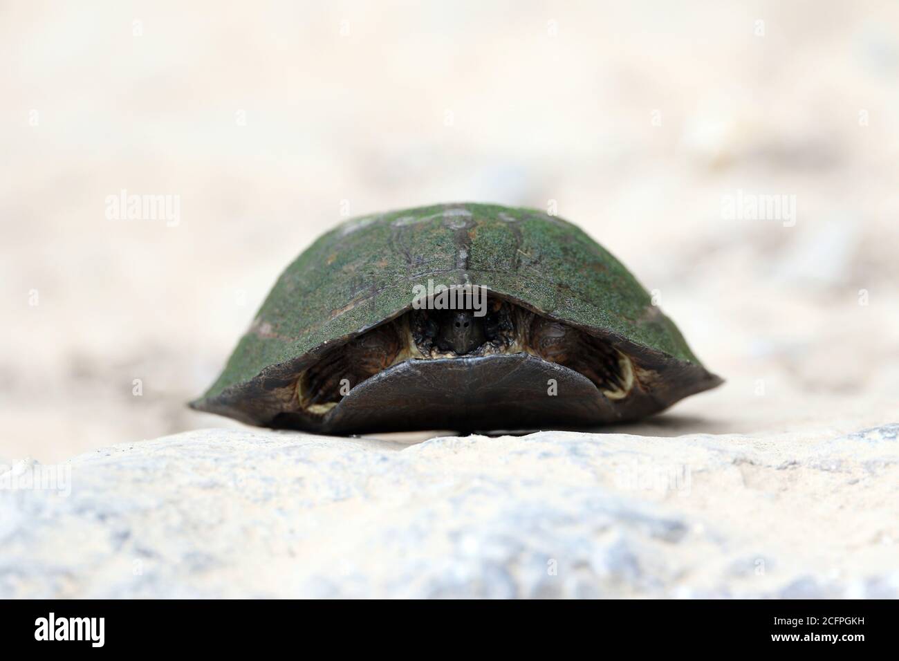 Asian leaf turtle (Cyclemys dentata), lying on a rock, Burma, Lenya ...