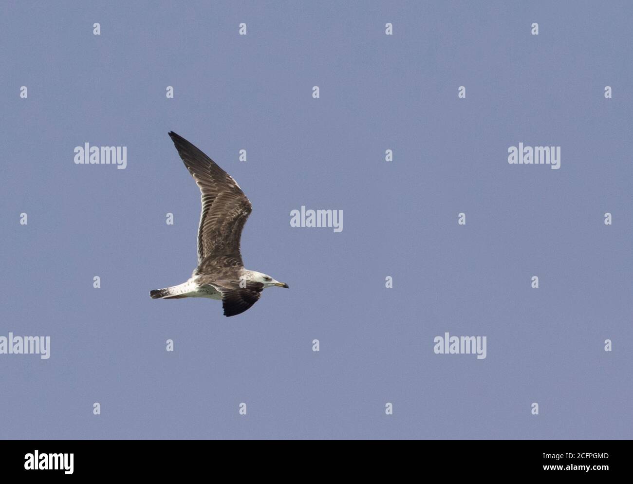 lesser black-backed gull (Larus fuscus), First-summer Baltic Gull in ...