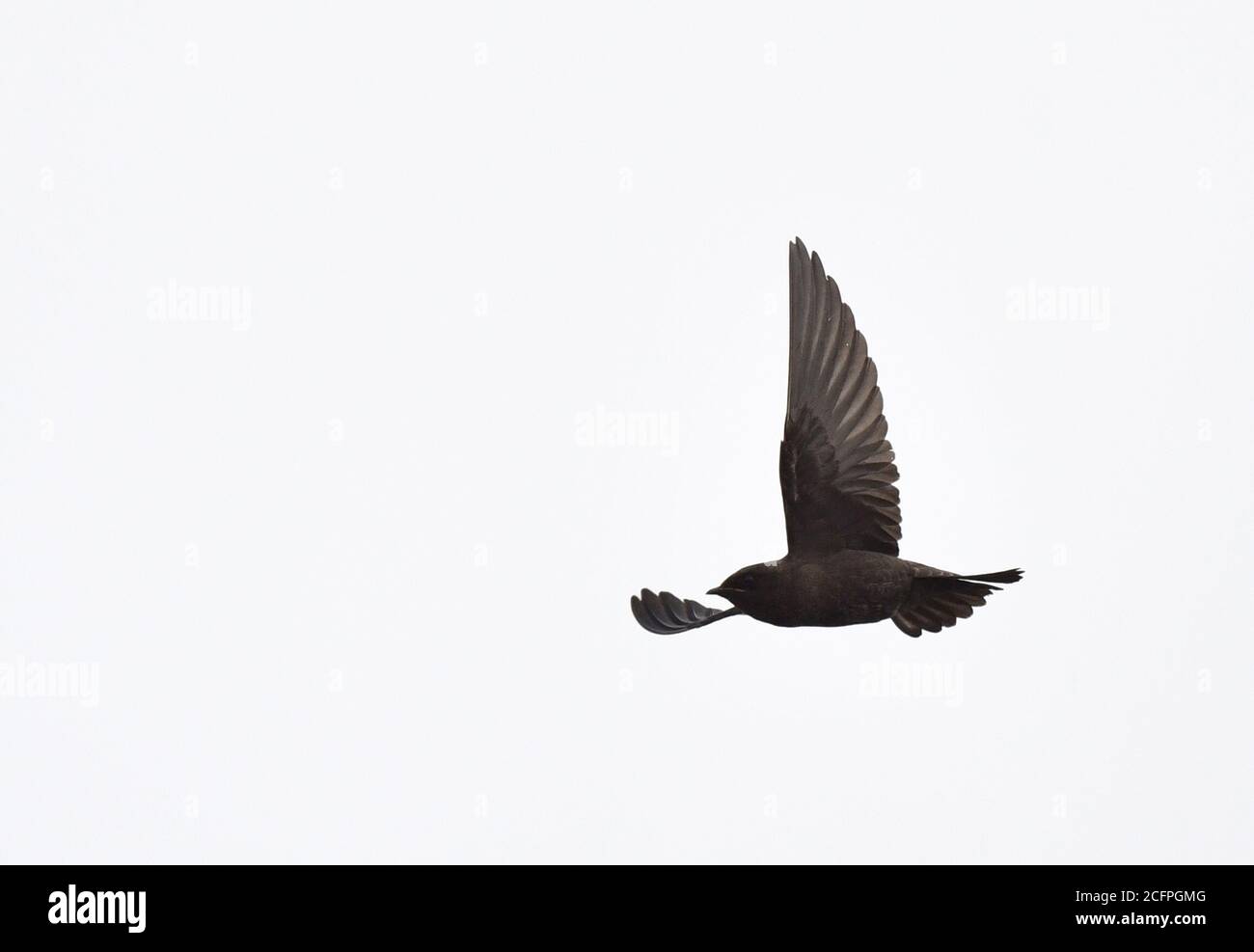 southern martin (Progne modesta), in flight, Ecuador, Galapagos Islands ...