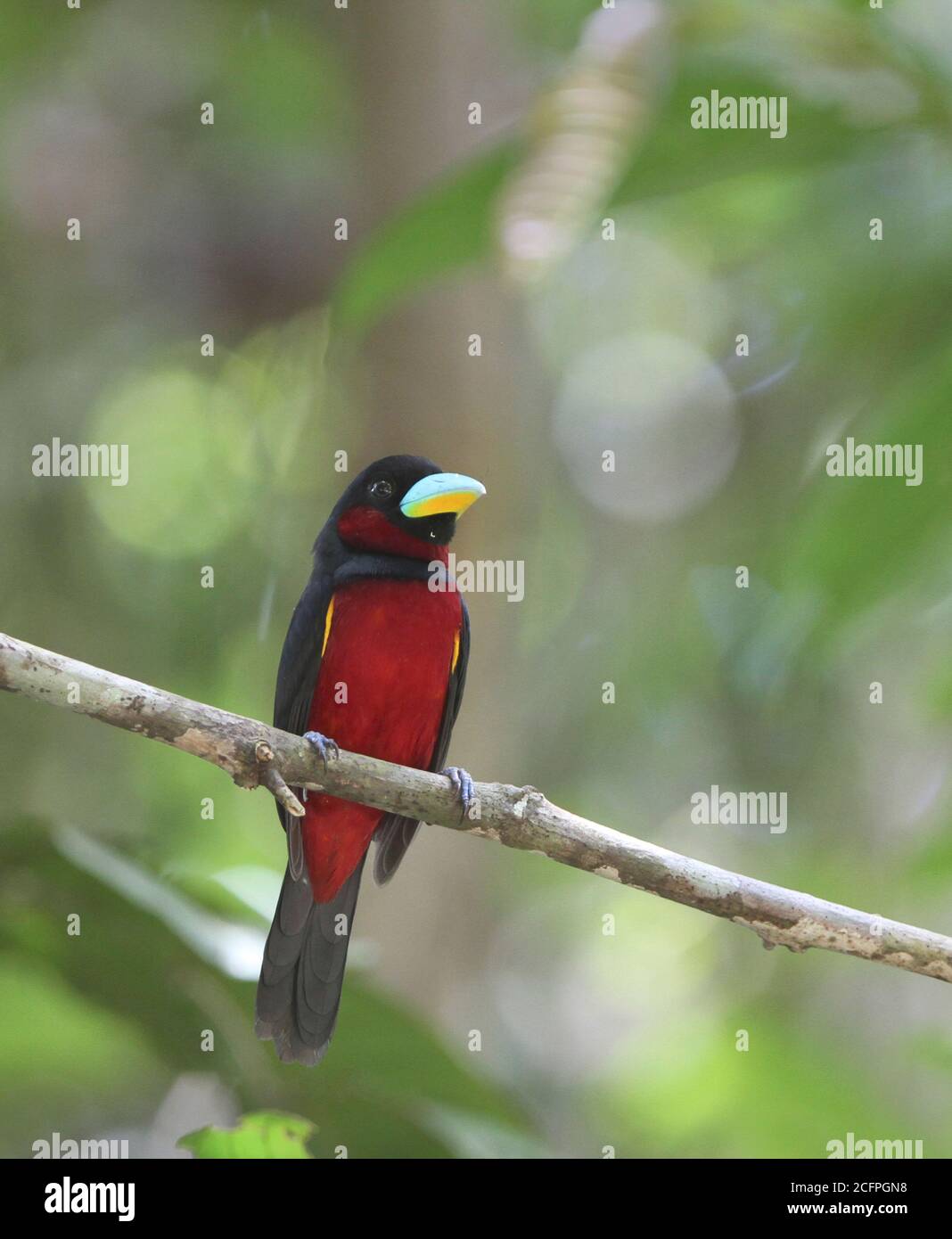 Black And Red Broadbills High Resolution Stock Photography and Images ...