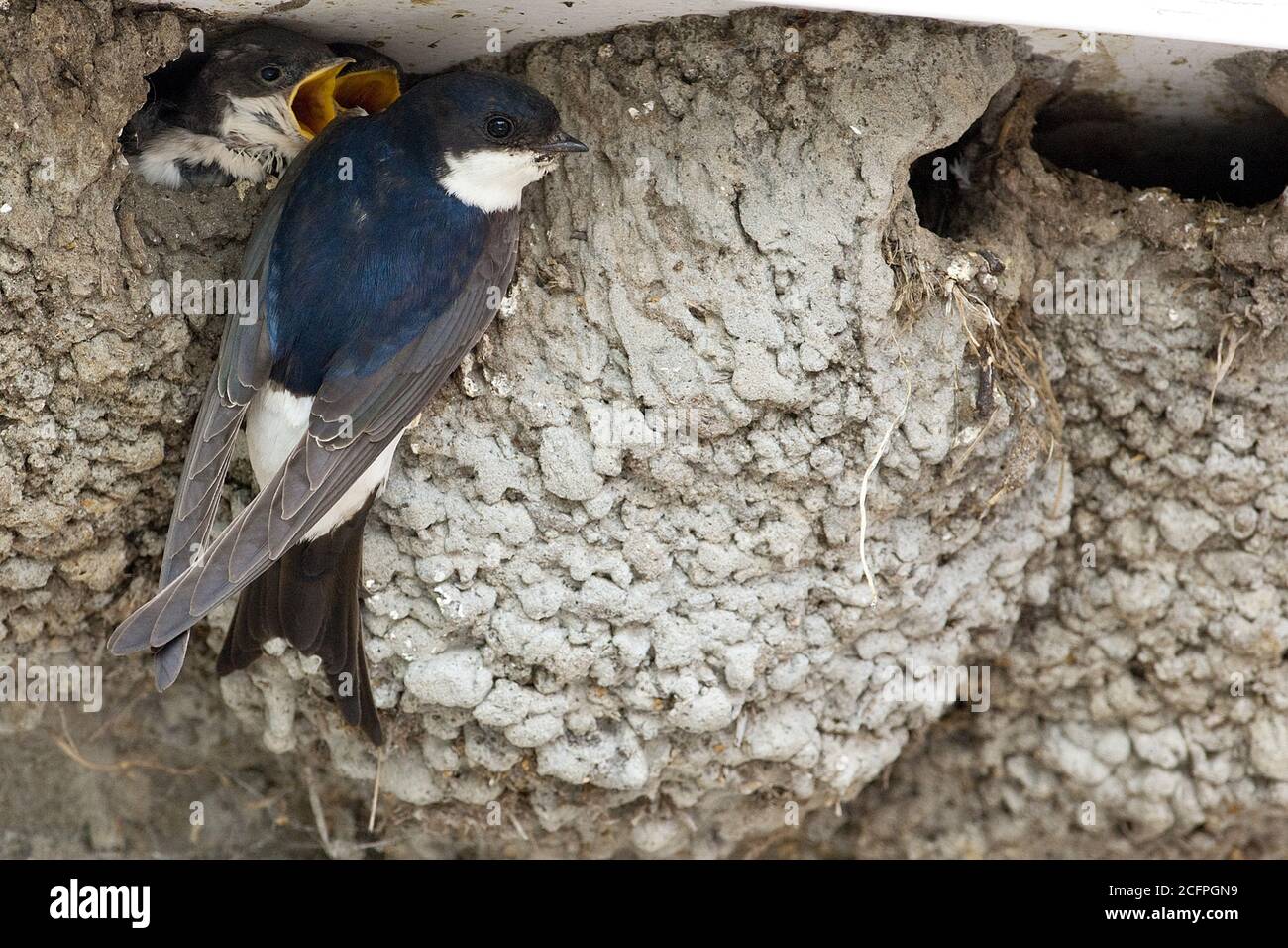 common house martin (Delichon urbica, Delichon urbicum), at the nest ...
