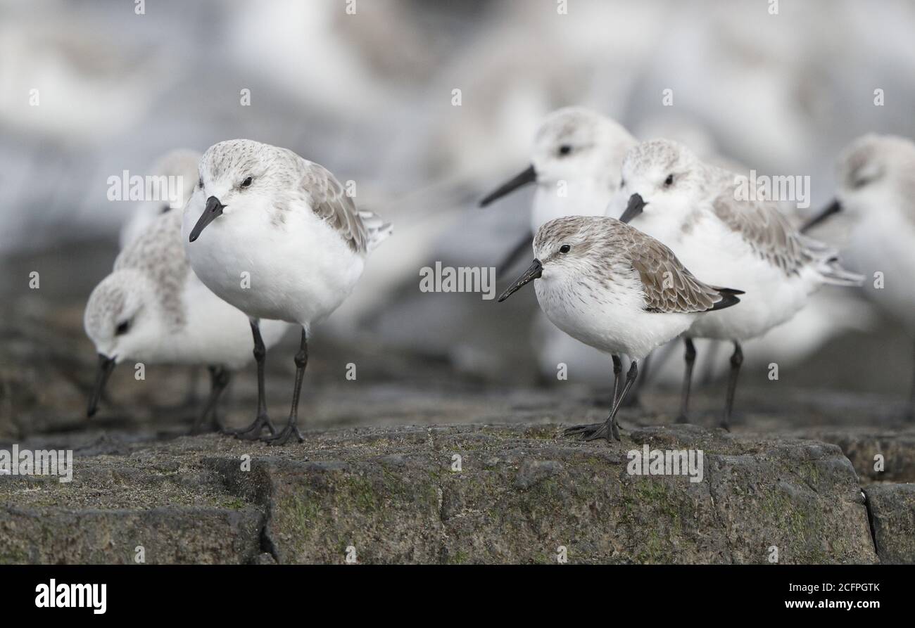 western sandpiper (Calidris mauri), adult in winter plumage resting on ...