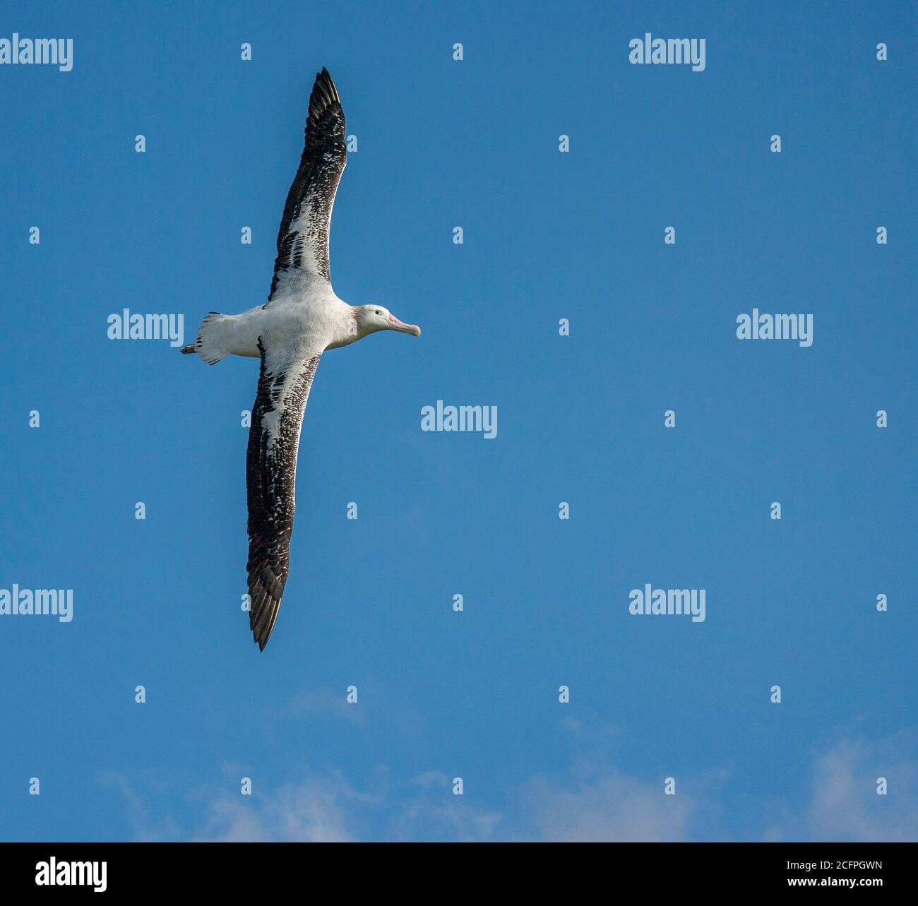 Albatros volando hi-res stock photography and images - Alamy
