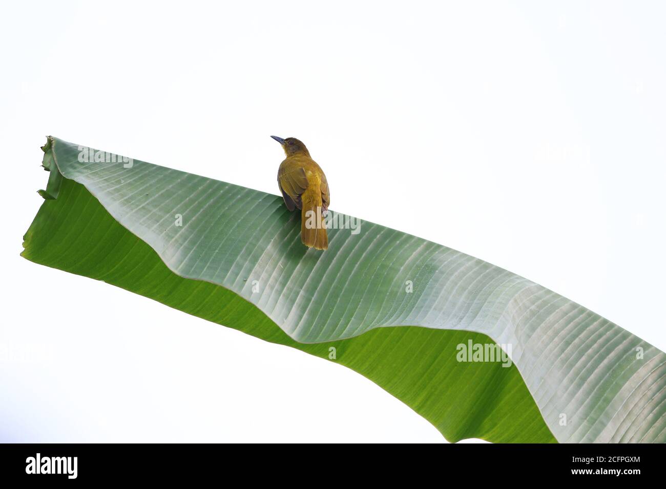 Togian Northern Golden Bulbul (Thapsinillas longirostris aurea), perched on a banana leaf ...