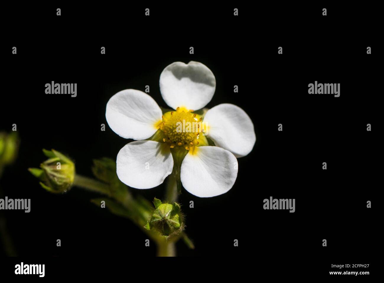 Hautbois strawberry, Musk strawberry (Fragaria moschata), flower ...