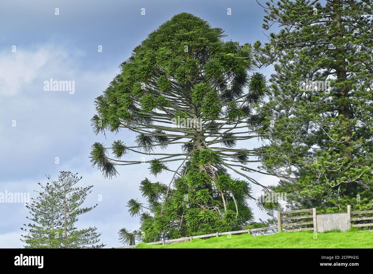 Bunya pine trees hi-res stock photography and images - Alamy