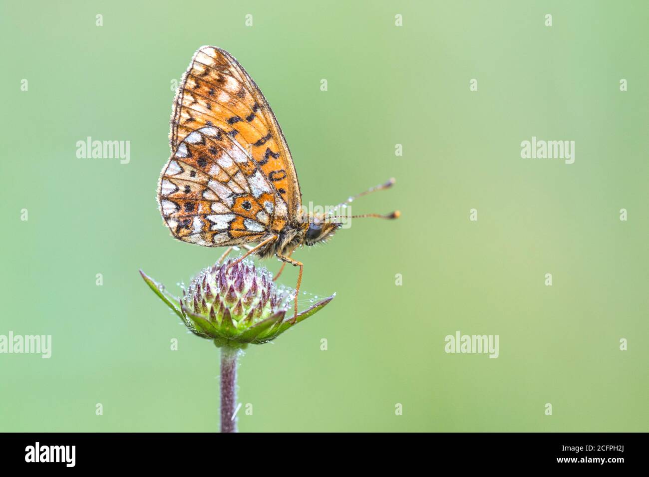 small pearl-bordered fritillary (Clossiana selene, Boloria selene ...