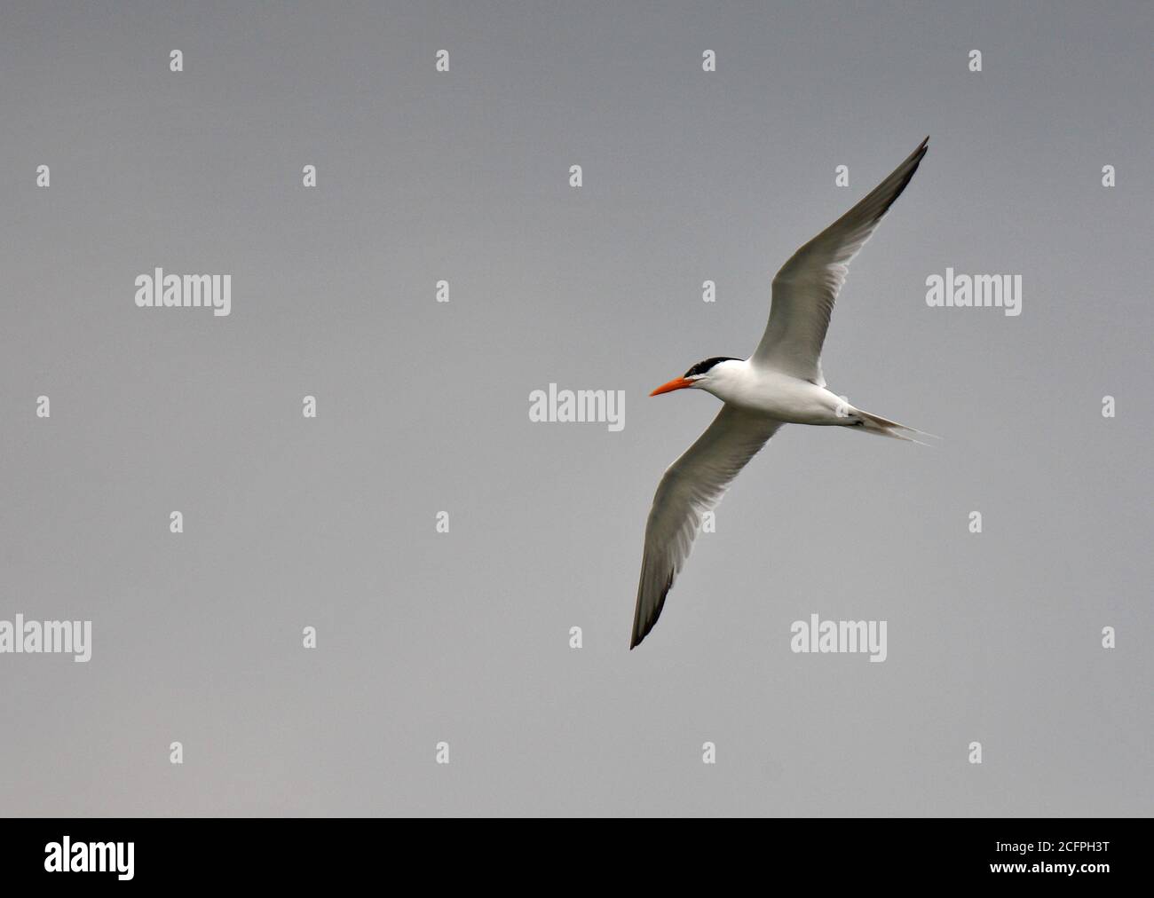 royal tern (Thalasseus maximus, Sterna maxima, Sterna maxima maxima ...