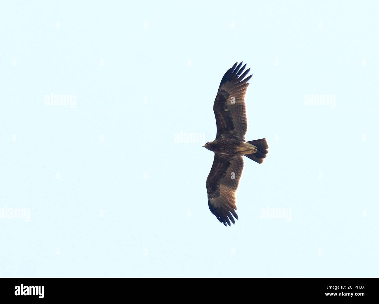 Indian Spotted Eagle Identification