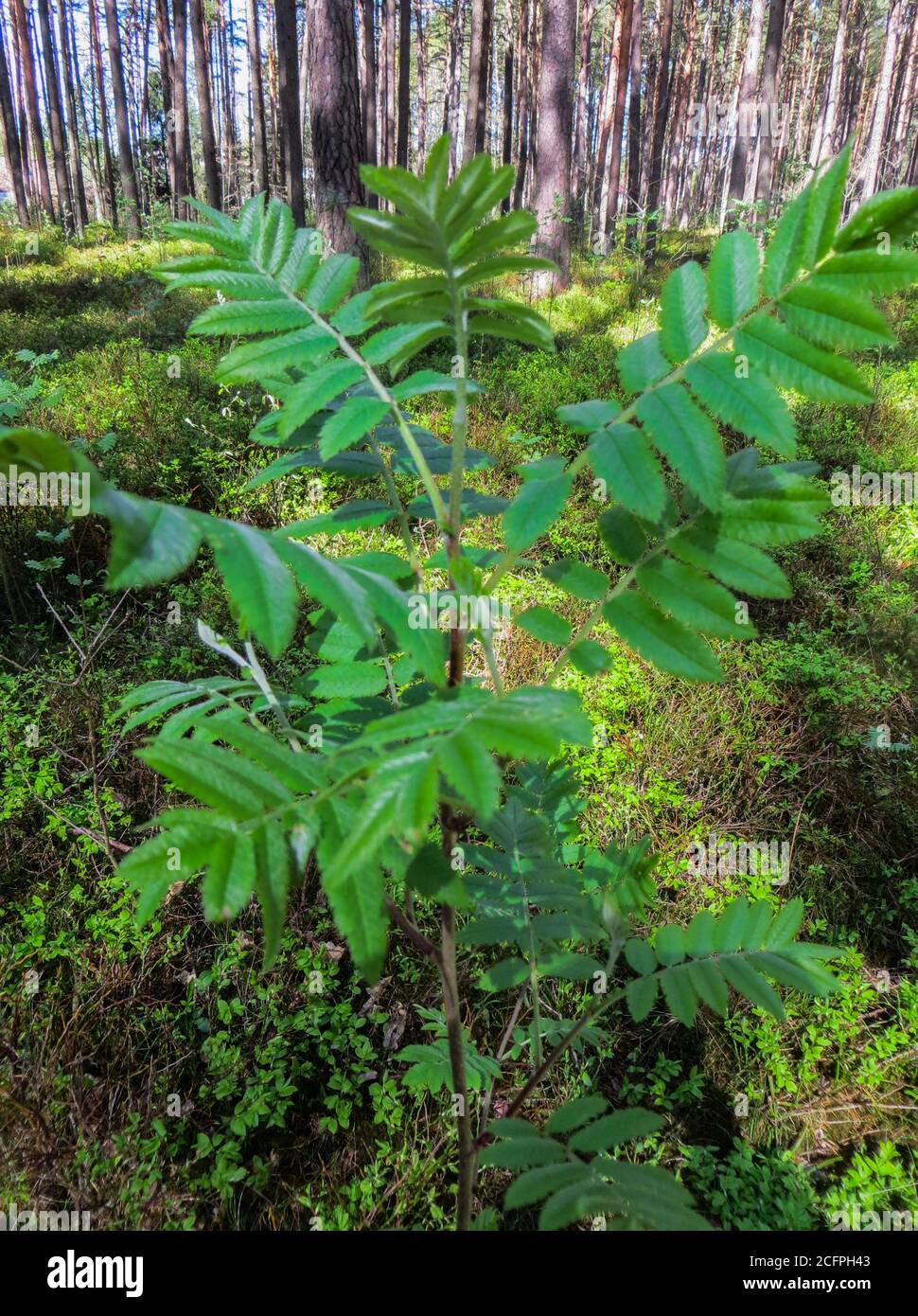 Young shoots and blossoming leaves of mountain ash on a tree in spring ...