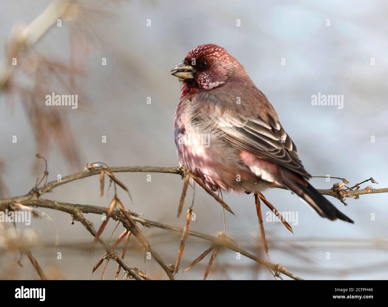 Mongolian Great rosefinch (Carpodacus rubicilla kobdensis, Carpodacus ...