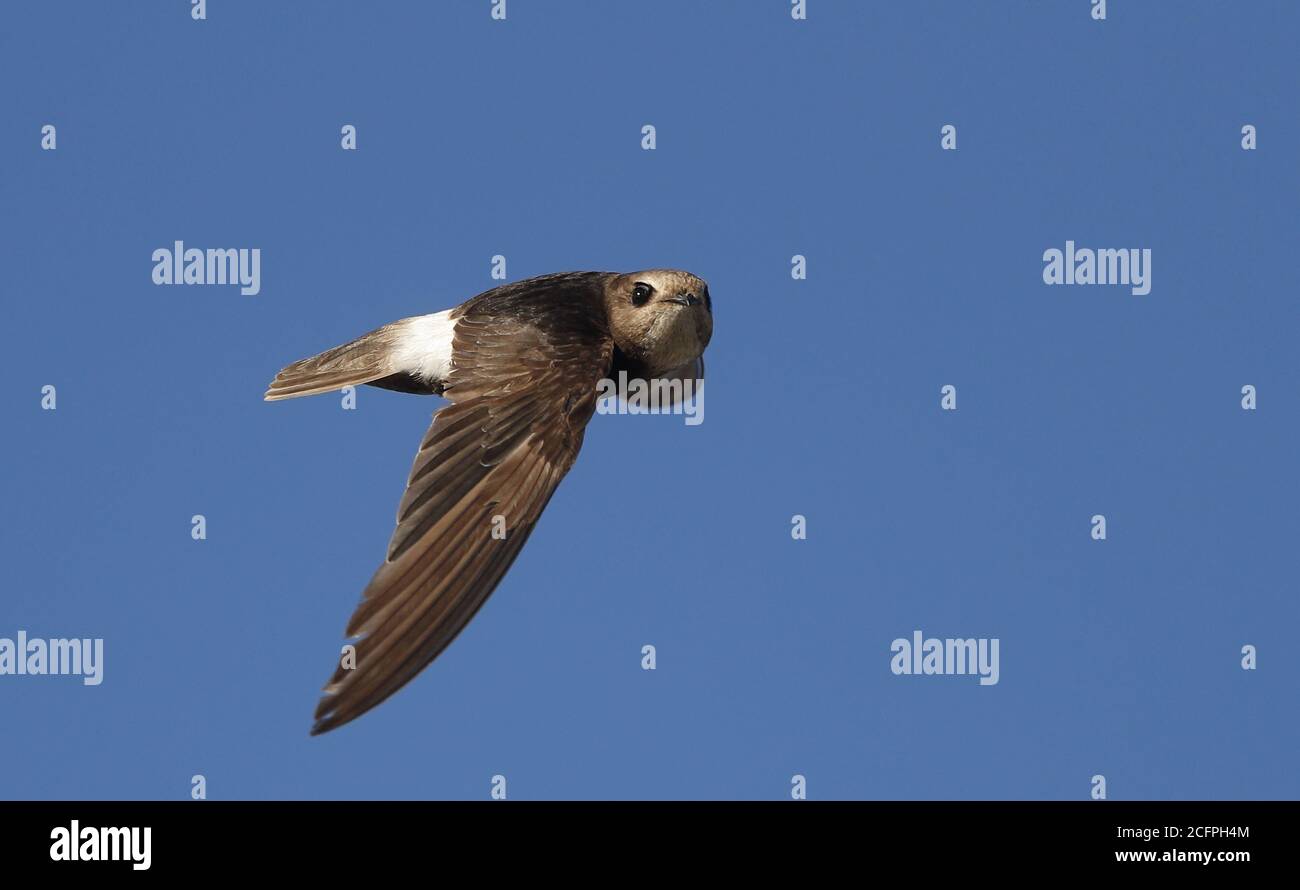 House swift, Little Swift (Apus affinis), adult in flight, Spain Stock ...