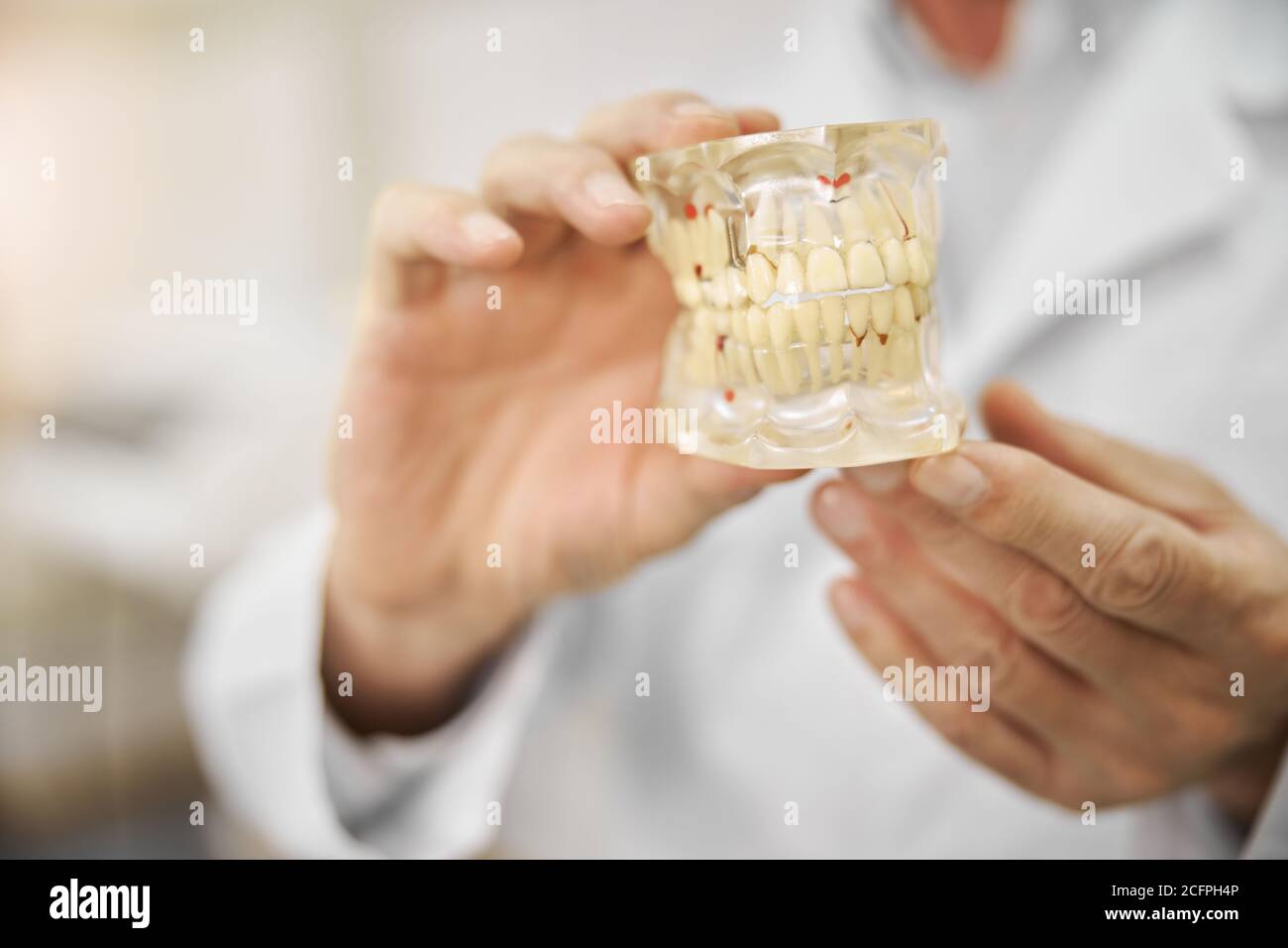 Accurate replica of human teeth being held by a dentist Stock Photo - Alamy