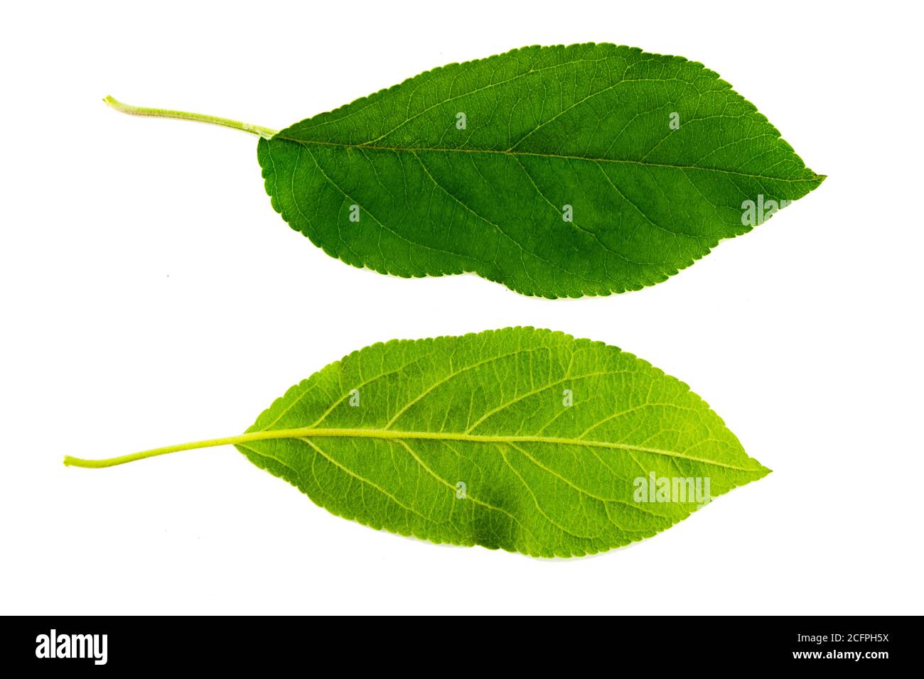 a set of two green leaves of an apple tree isolated on a white ...