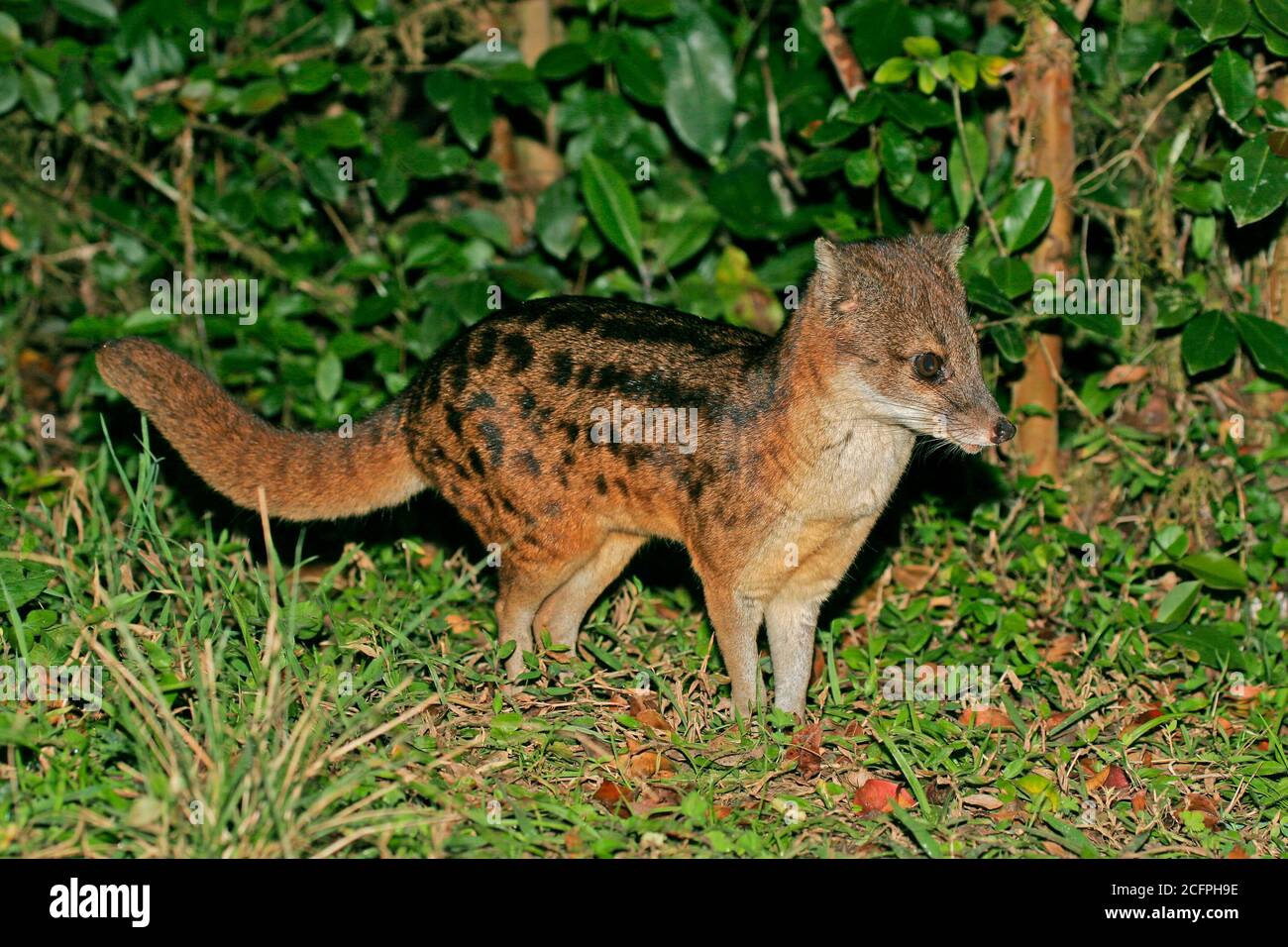 Civet species hi-res stock photography and images - Alamy
